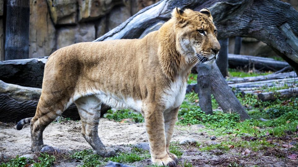 Tier-Hybride „Liger“, „Schiege“ oder „Zorse“: Wenn sich Arten kreuzen ...