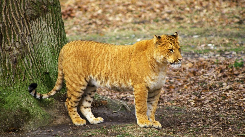 Tier-Hybride wie Liger erklärt: Wenn Tiger und Löwe sich vereinigen ...