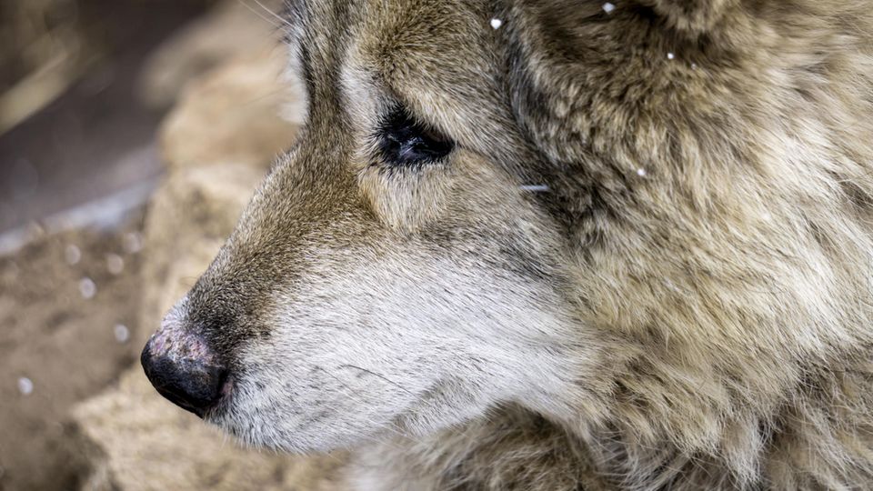 Tier-Hybride „Liger“, „Schiege“ oder „Zorse“: Wenn sich Arten kreuzen ...