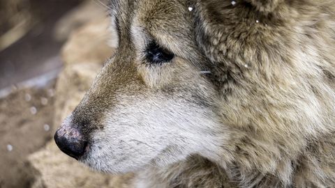 Tier-Hybride „Liger“, „Schiege“ oder „Zorse“: Wenn sich Tierarten ...