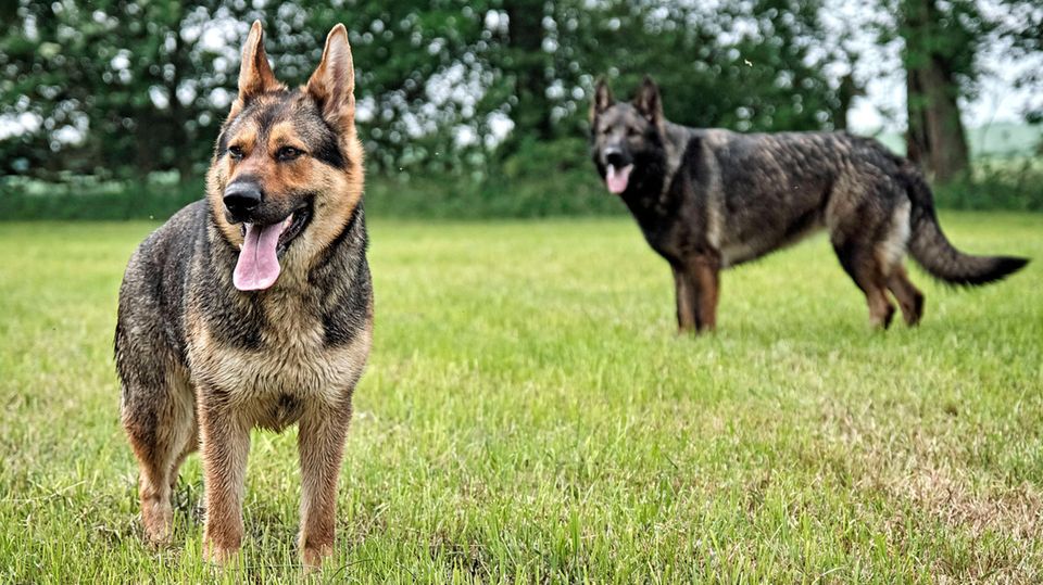 Tiere: Jäger tötet "aus Versehen" Schäferhunde und häutet sie | STERN.de