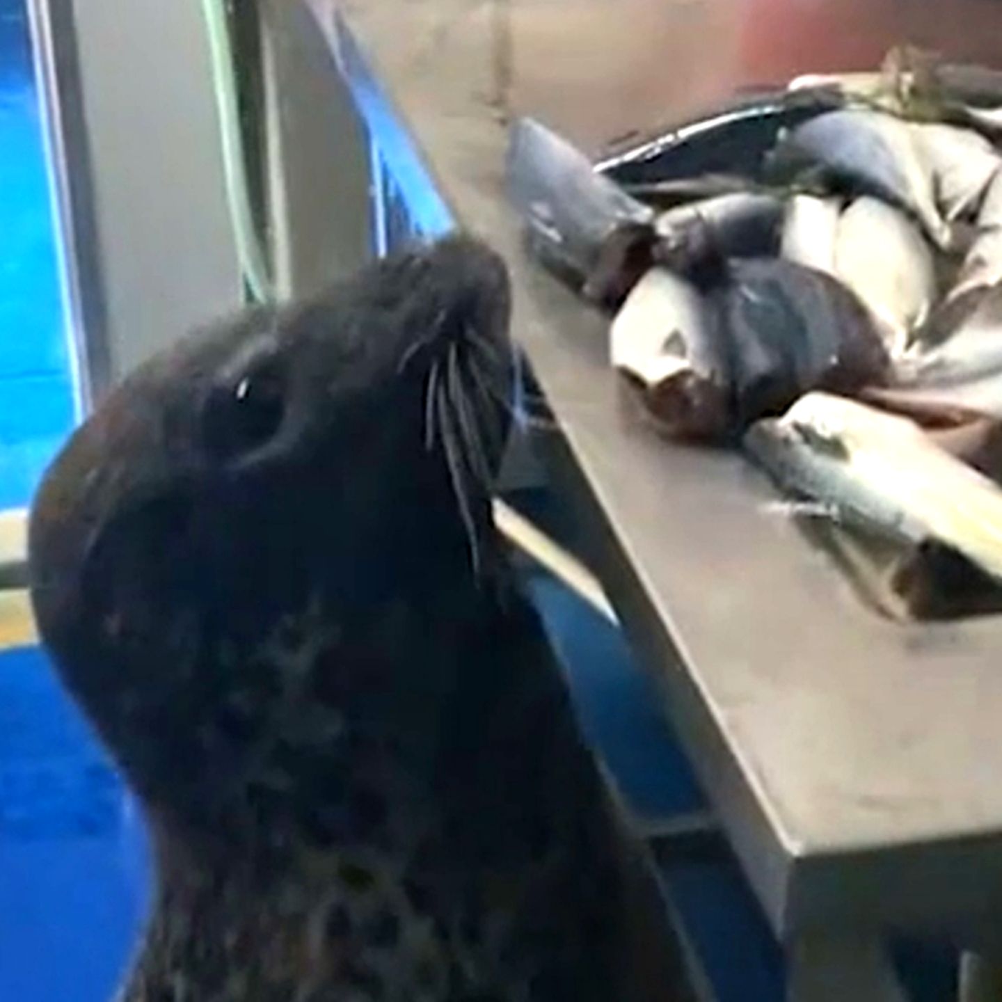 Sattelrobben Fressen Fisch