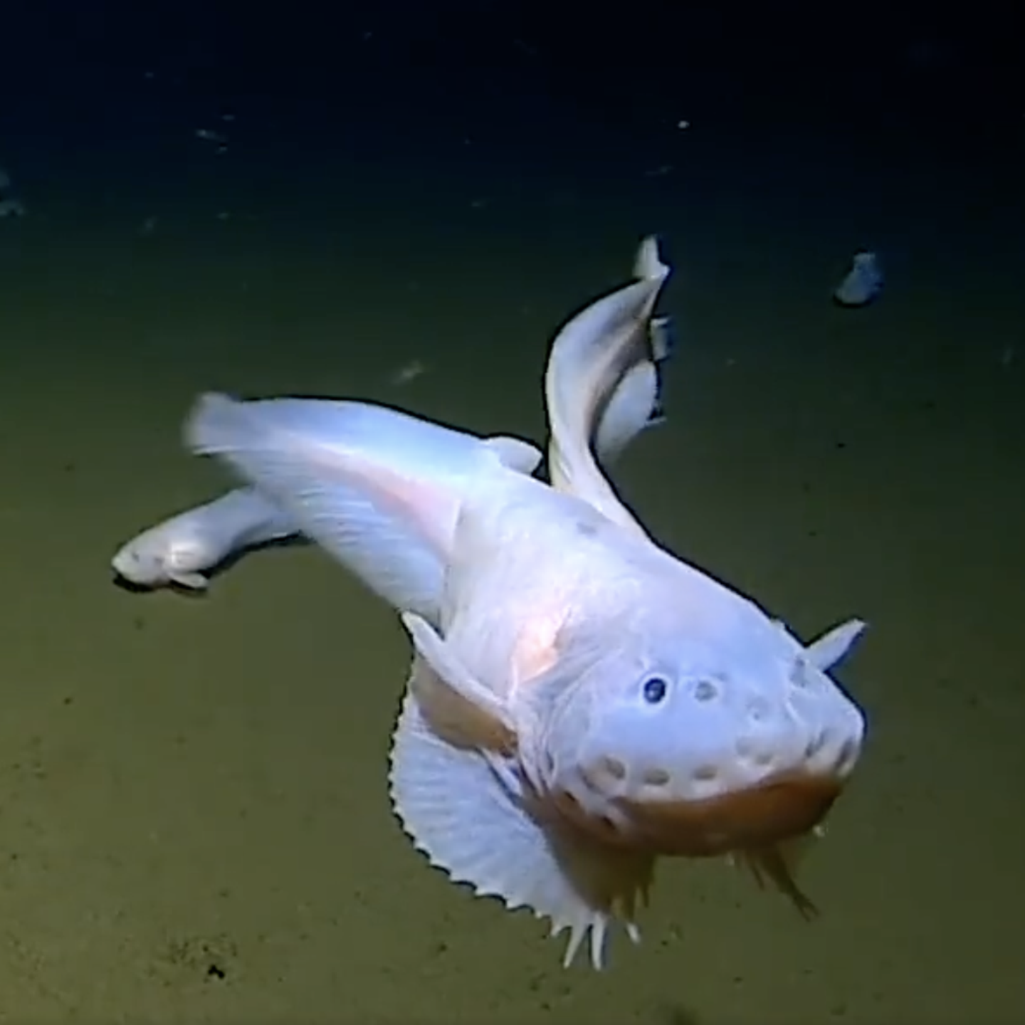 Leben In Der Tiefsee