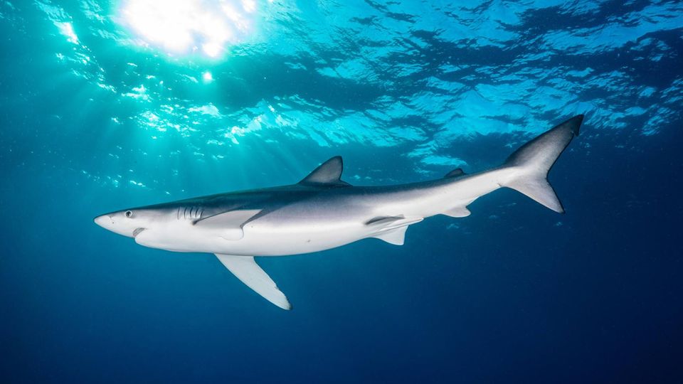 Mallorca: Blauhai verirrt sich an Strand auf Urlaubsinsel | STERN.de