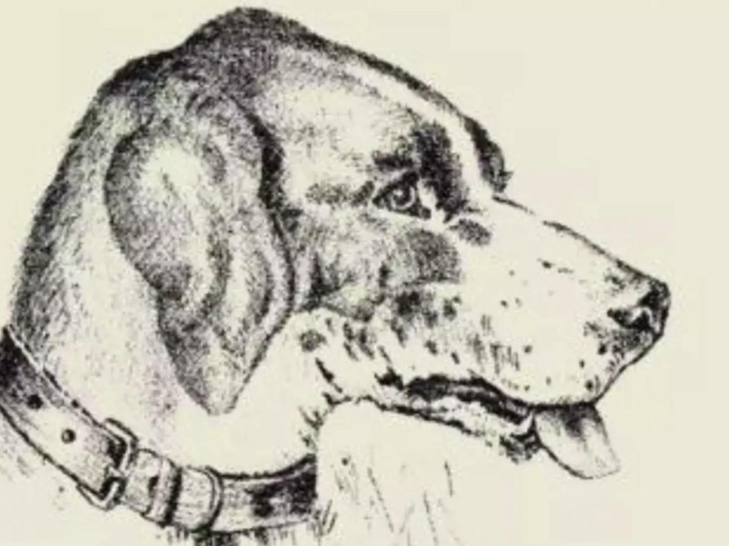 Gesicht Tauschen Hund Die Appenshepherd's Trick & Filmhunde