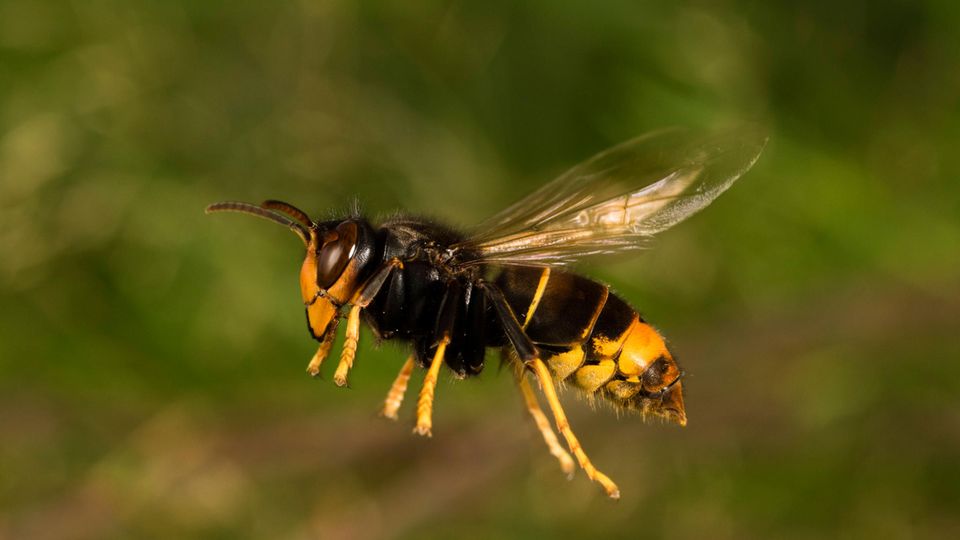 Invasive Arten: Achtung, sie beißt – die Nosferatu-Spinne verbreitet ...