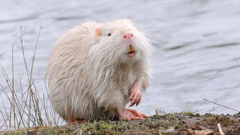 Invasive Arten: Achtung, sie beißt – die Nosferatu-Spinne verbreitet ...