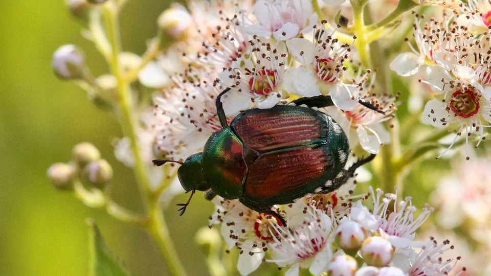 Invasive Arten: Achtung, sie beißt – die Nosferatu-Spinne verbreitet ...
