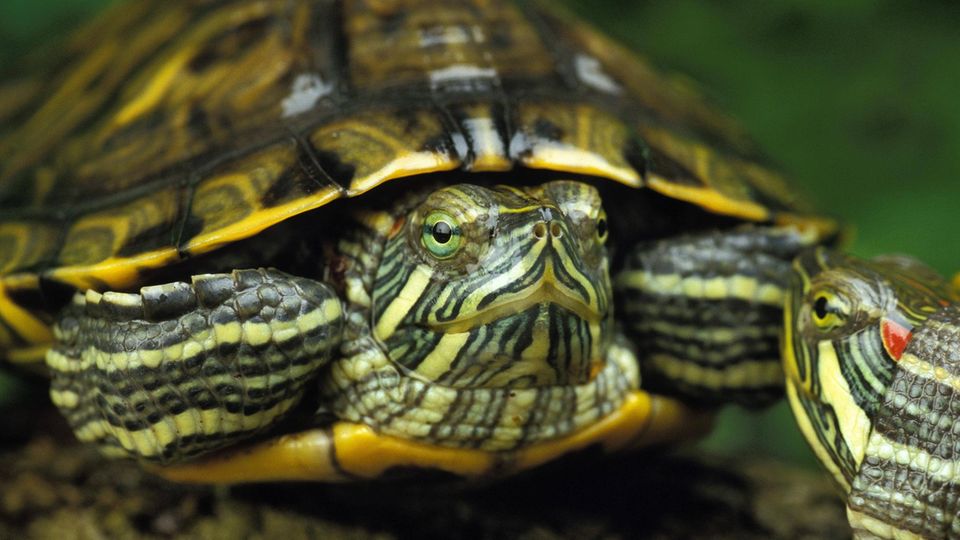 Invasive Arten: Achtung, sie beißt – die Nosferatu-Spinne verbreitet ...