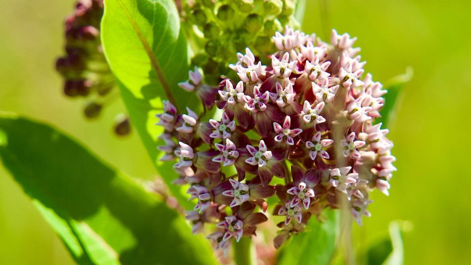 Invasive Arten: Heimlich ausgekippt oder giftig – diese Pflanzen sind ...