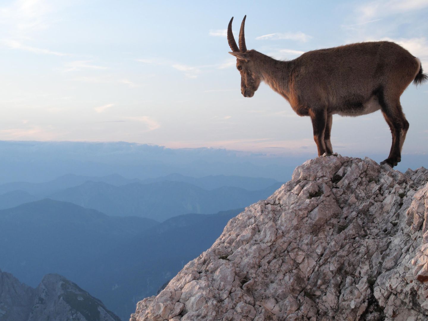 Spanische Bergziege