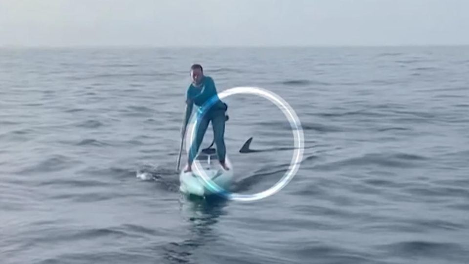 Tierschützer retten drei Löwen aus Horrorzoo | STERN.de