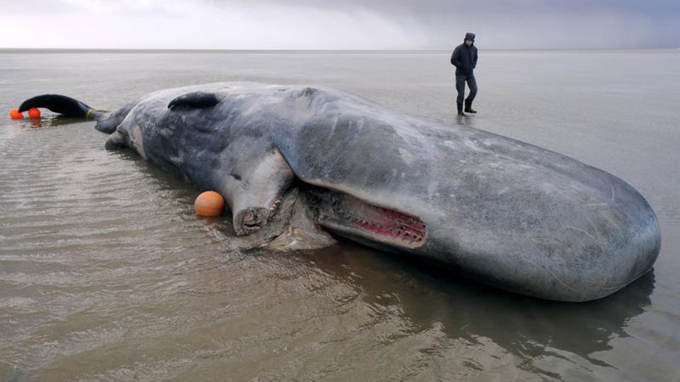 Toter Pottwal: Forscher finden Ambra-Klumpen in Wert von 500.000 Euro ...