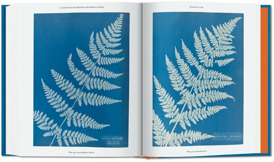 "Anna Atkins. Cyanotypes": Ein Blick in die preußischblaue Zauberwelt ...