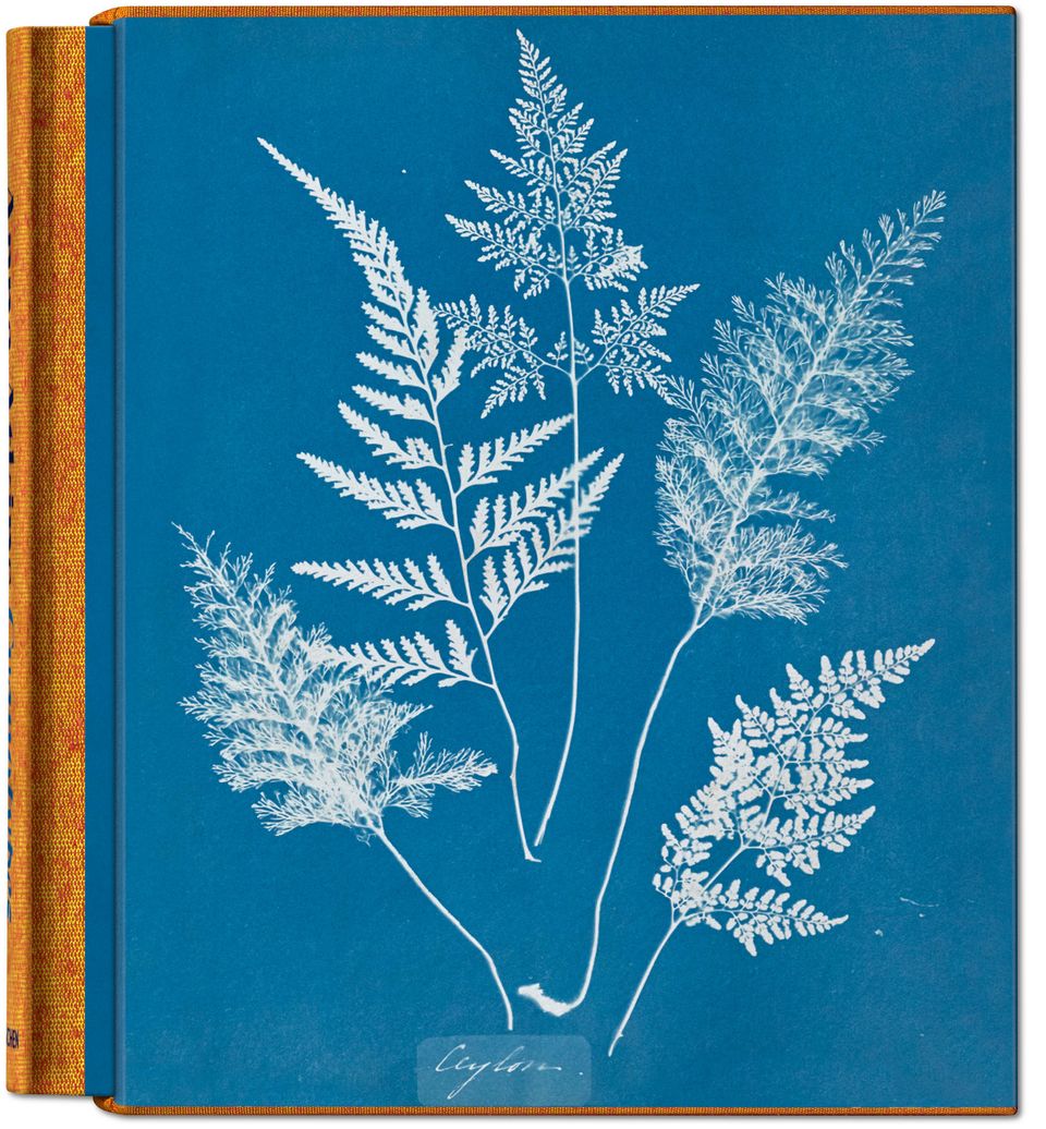 "Anna Atkins. Cyanotypes": Ein Blick in die preußischblaue Zauberwelt ...