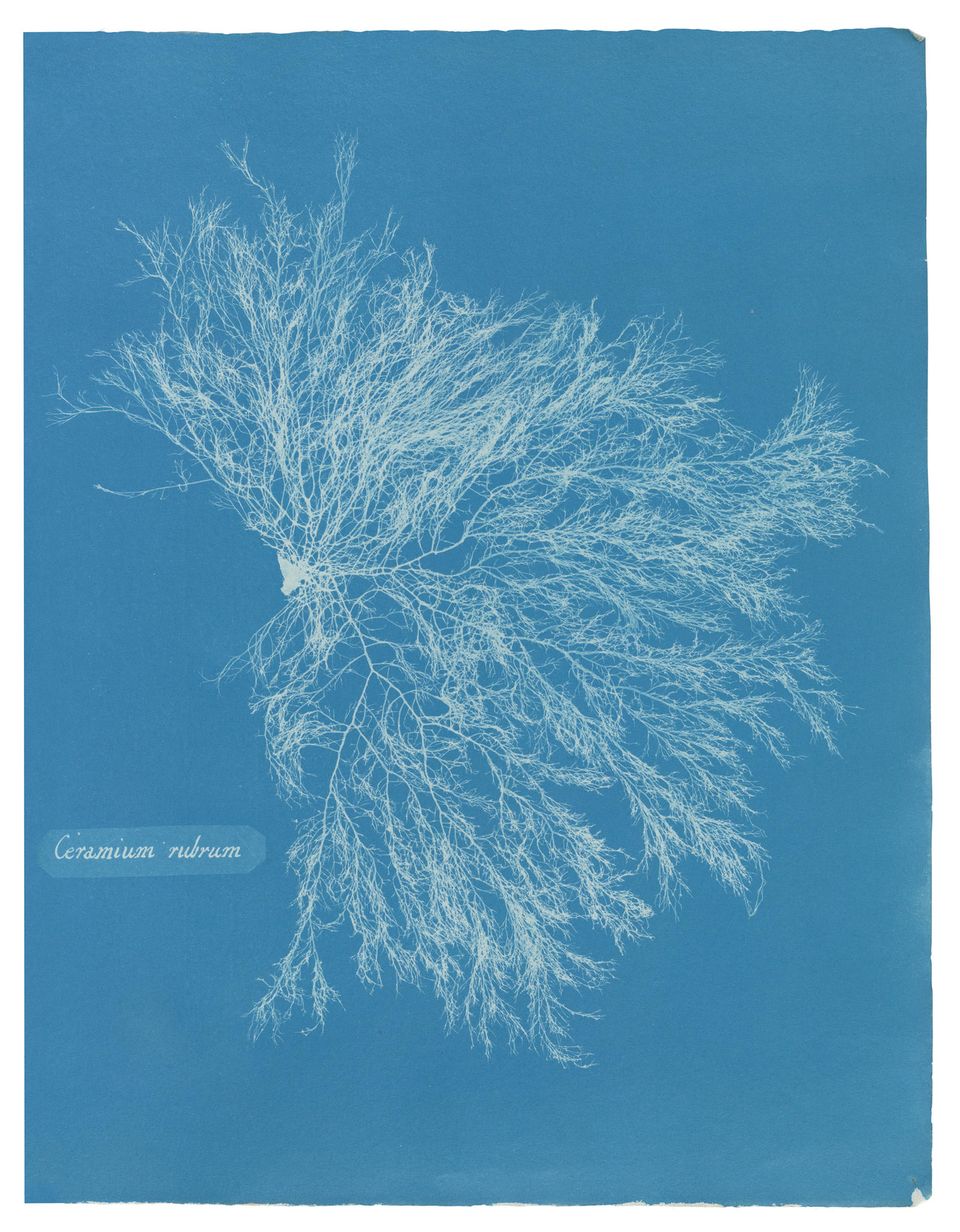 "Anna Atkins. Cyanotypes": Ein Blick in die preußischblaue Zauberwelt ...