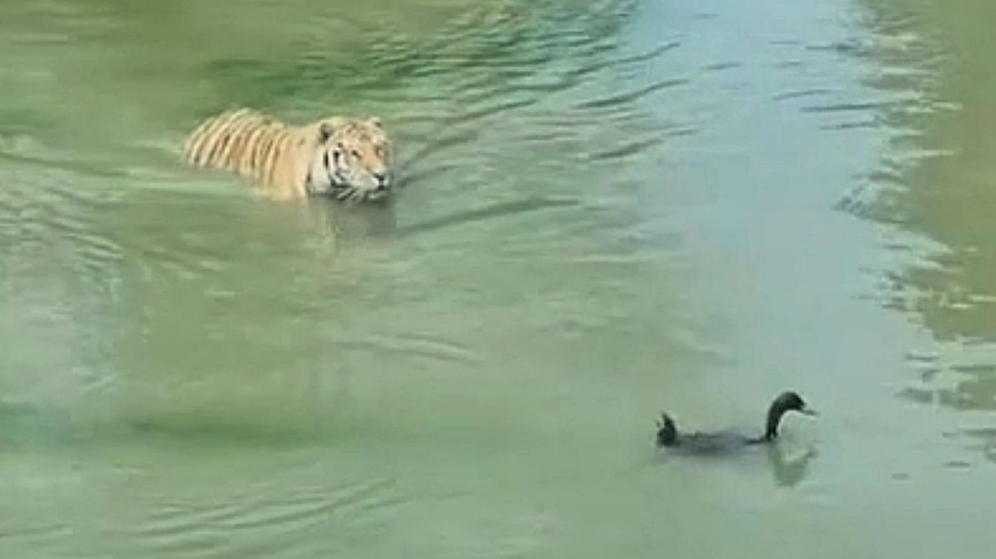 Tiervideo: Ente taucht immer wieder ab – und legt hungrigen Tiger rein ...