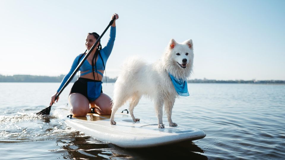 SUP mit Hund: So haben Mensch und Tier Spaß auf dem Brett