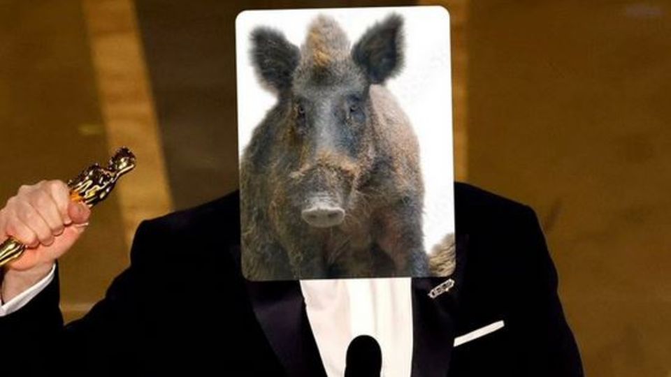 Löwin war Wildschwein: Lustige Twitter-Reaktionen auf Großwildjagd ...