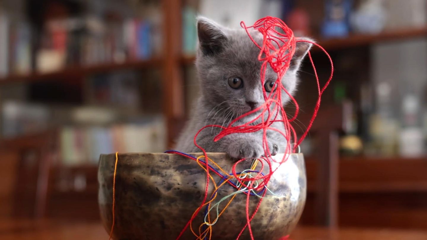 Weltkatzentag: Diese süßen Stubentiger-Videos dürfen Sie nicht verpassen | STERN.de
