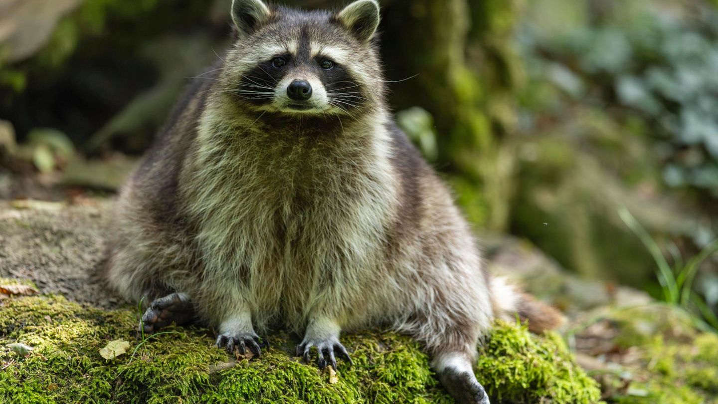 Invasive Arten: Warum sie die Natur und den Menschen bedrohen | STERN.de