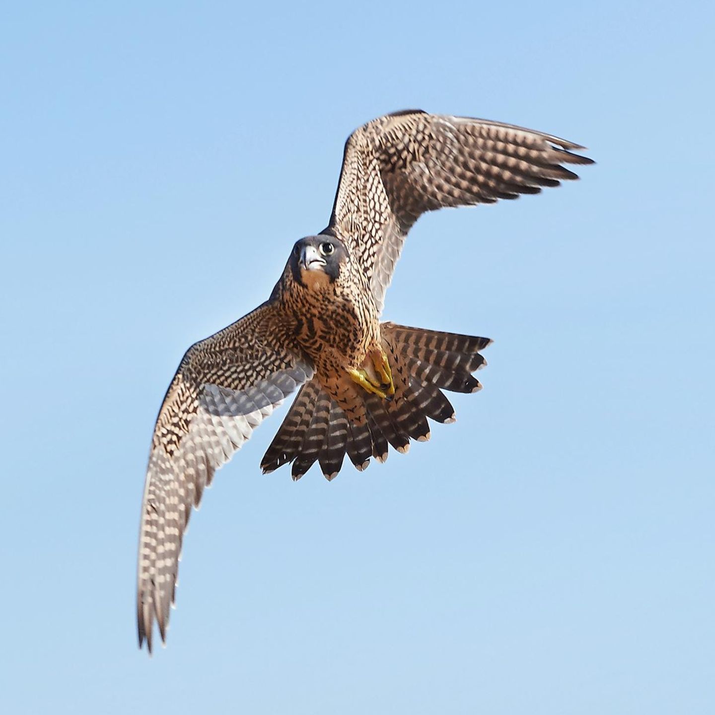 Vögel: Der Wanderfalke galt fast als ausgestorben – bis jetzt | STERN.de