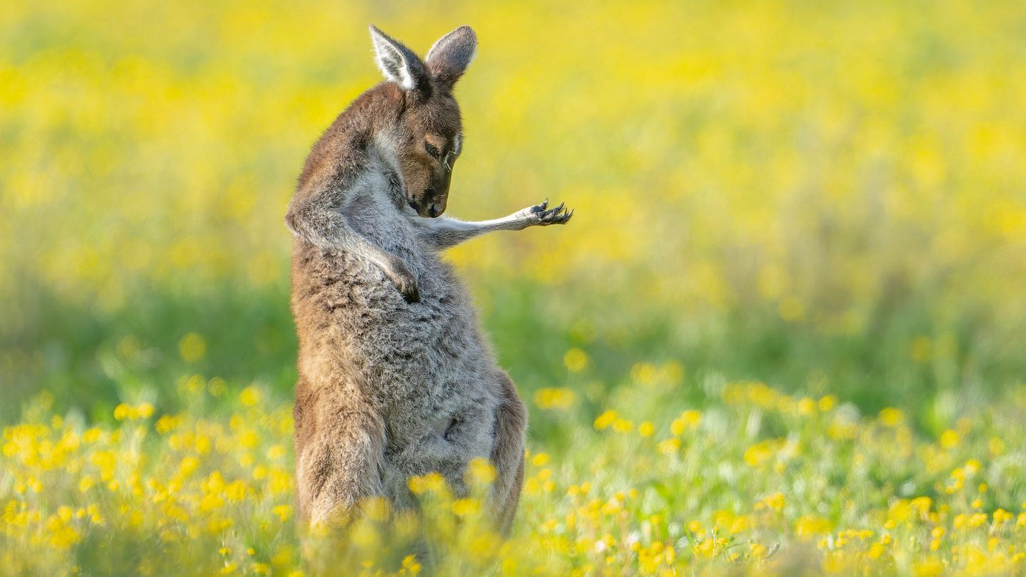 Comedy Wildlife Photography Award: Die lustigsten Tierfotos des Jahres ...