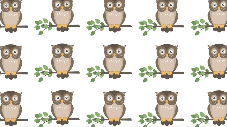 Augentest: Eine Eule ist anders – wie schnell finden Sie den Vogel ...