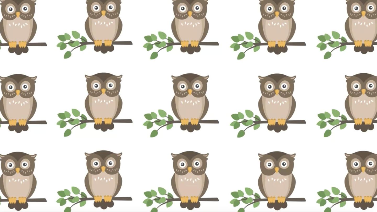 Augentest: Eine Eule ist anders – wie schnell finden Sie den Vogel ...