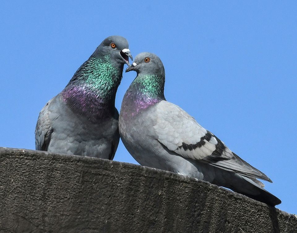 Eine Taube nistet auf dem Balkon unserer Autorin – mit ungeahnten ...
