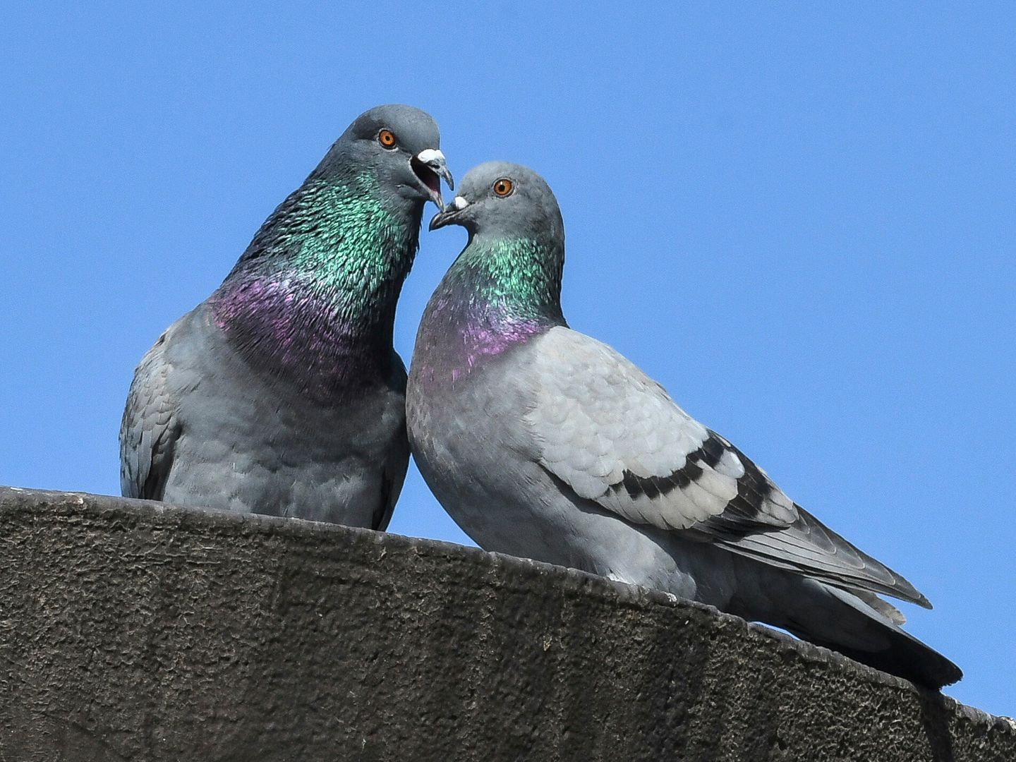 Zwei Weiße Tauben Lieben