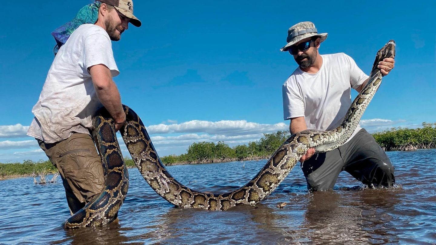 Python-Jagd eröffnet: Florida versucht die invasive Art loszuwerden ...