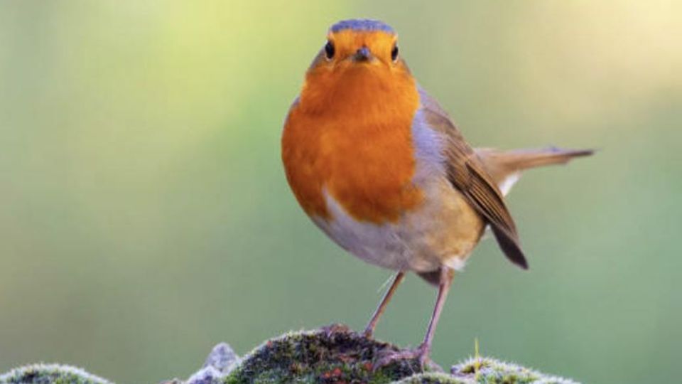 "Bird-Test": So funktioniert der angesagte Beziehungstest | STERN.de