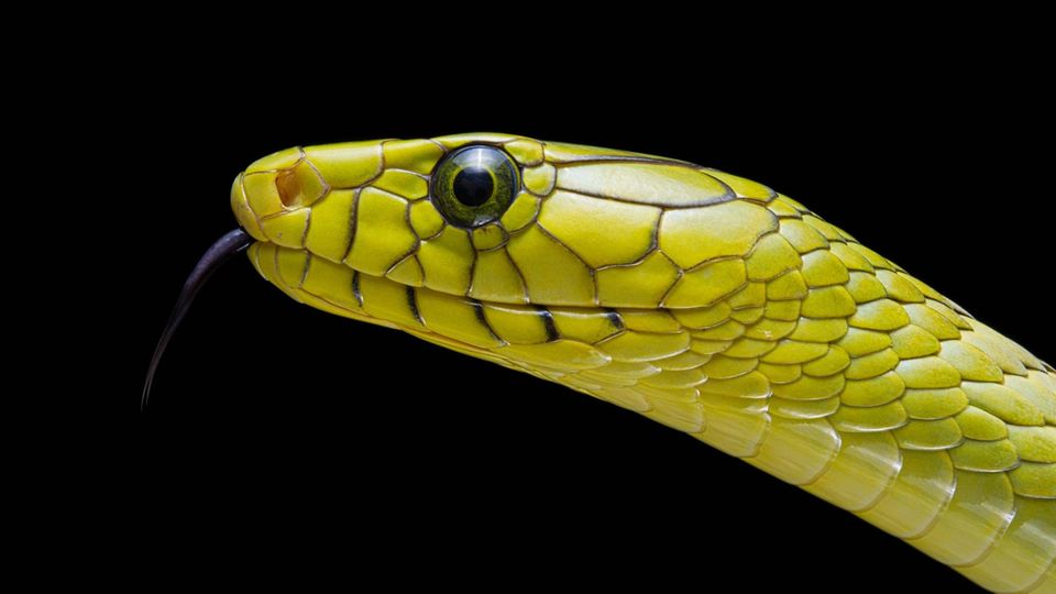 Grüne Mamba in den Niederlanden ausgebüxt – Suche nach giftigem Tier ...