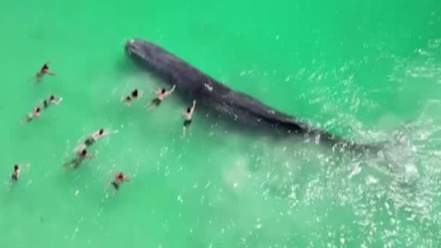 Australien: Pottwal überrascht Badegäste am Strand von Perth | STERN.de