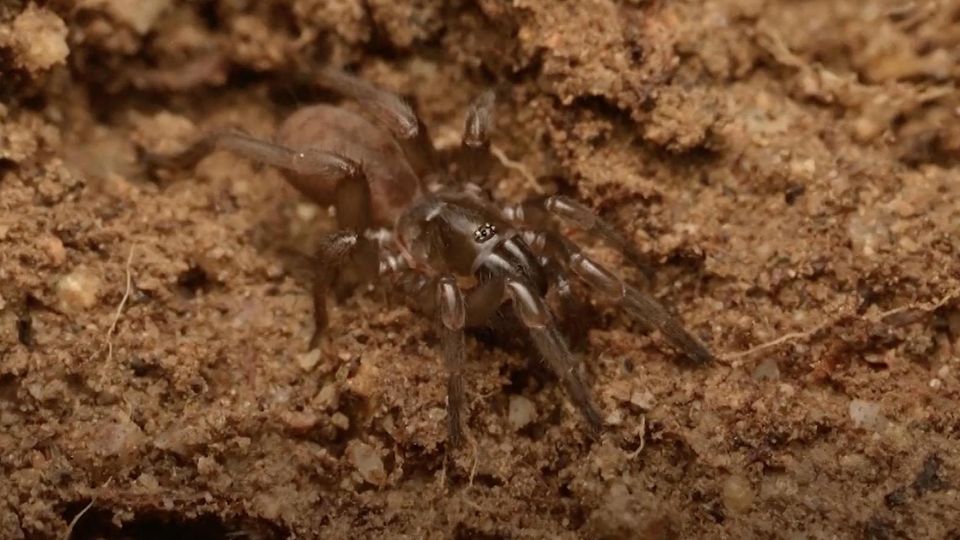 Spinne | STERN.de