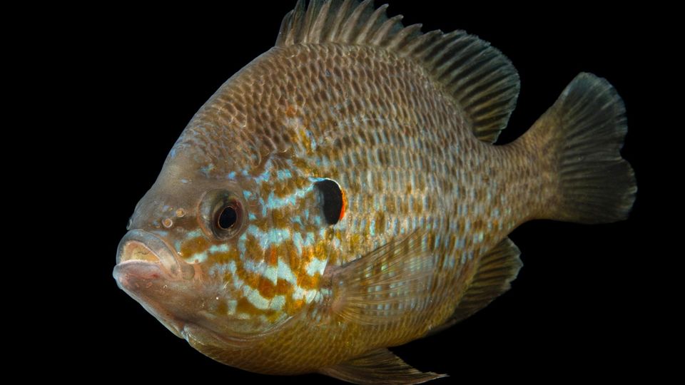Invasive Arten: Sie machen es den einheimischen Tieren immer schwerer ...