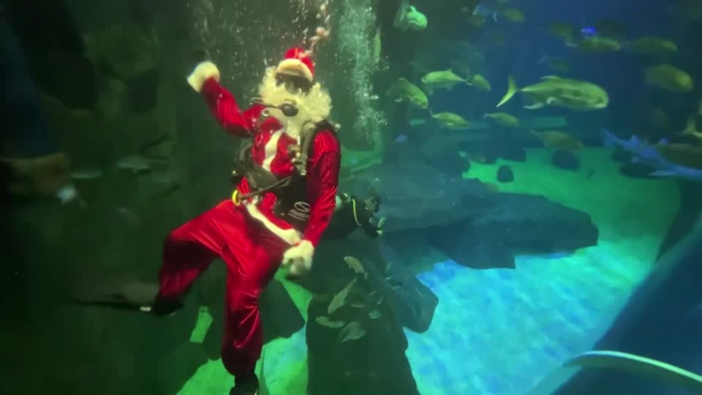 Video: Besinnliches aus dem Aquarium: Merry fish-mas! | STERN.de