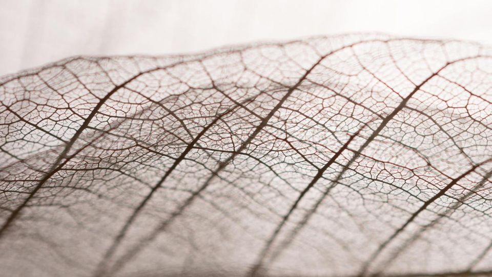 Die Geschichte von Marco Mariolini, der sich "Magersüchtigenjäger ...