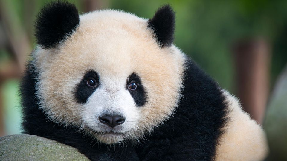 Gute Nachrichten 2024: Mehr Pandas leben in freier Wildbahn | STERN.de
