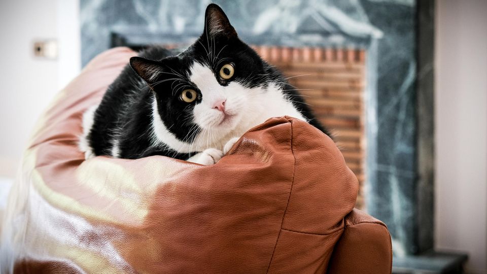 Katze | STERN.de