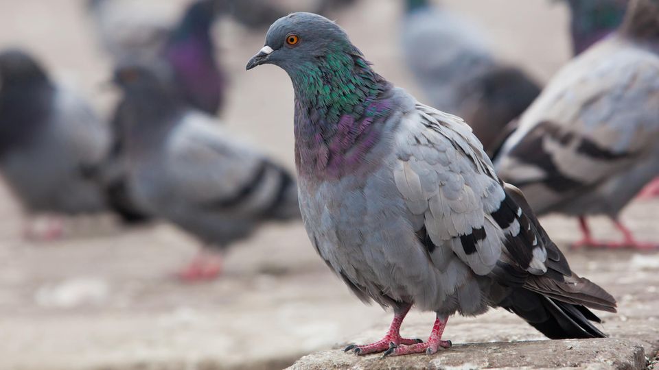 Indien entlässt angebliche Spionage-Taube nach Monaten in Einzelhaft ...