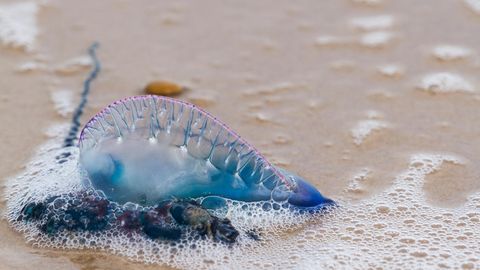 Giftige Quallen: die fünf gefährlichsten Arten der Welt | STERN.de