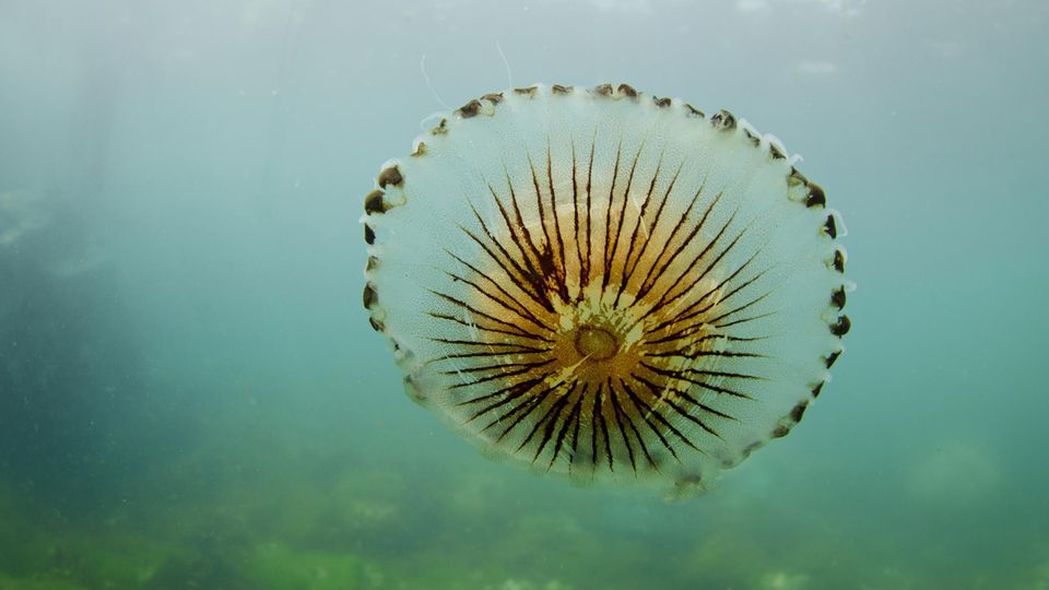 Giftige Quallen: die fünf gefährlichsten Arten der Welt | STERN.de