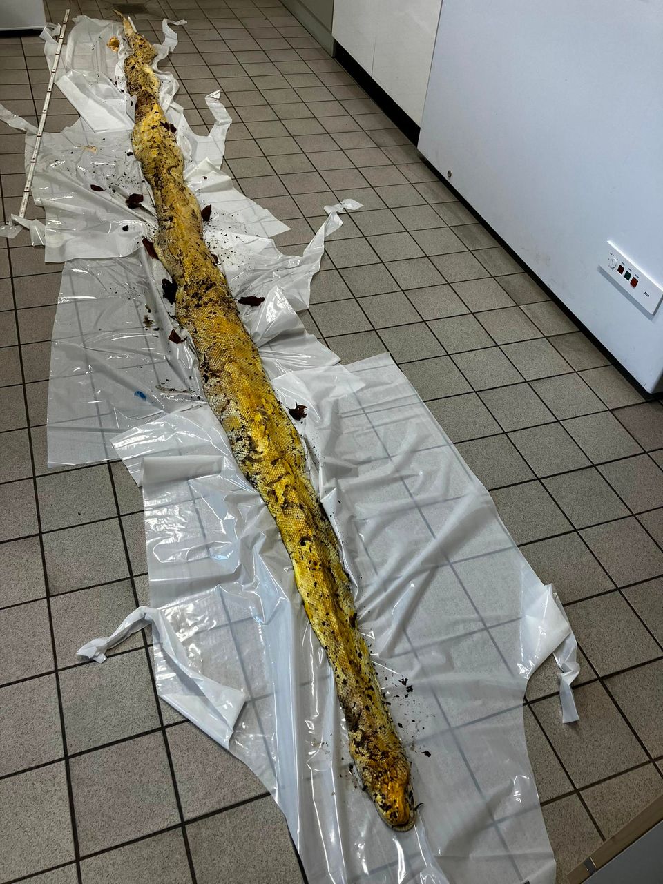 Exotische Riesenschlange: Vier Meter langer Tigerpython in Berliner ...