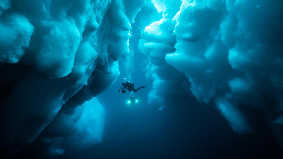 Im Revier der Eishaie: Eine Bilderreise in die beeindruckenden Tiefen ...