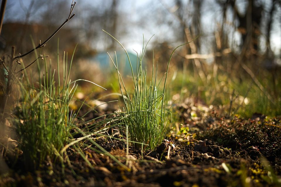 Sechs gesunde Wildkräuter, die man jetzt ernten kann | STERN.de