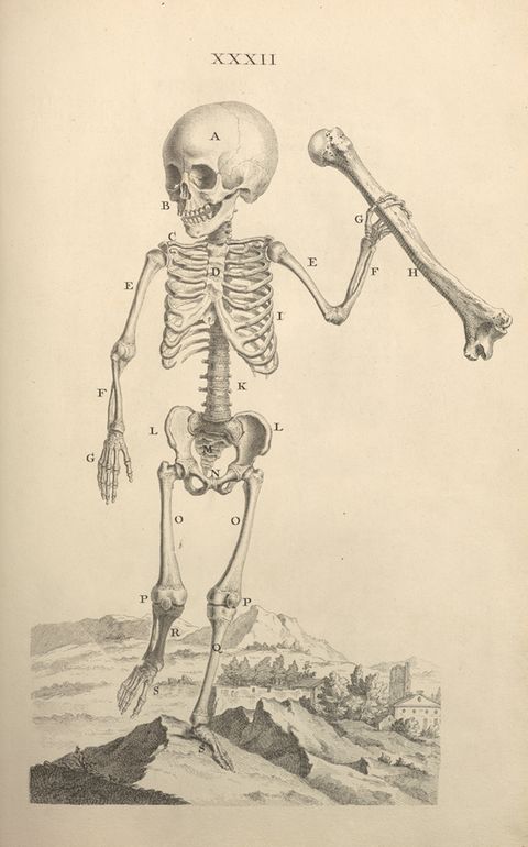 Anatomie: Wie wir gelernt haben, den Körper zu verstehen | STERN.de