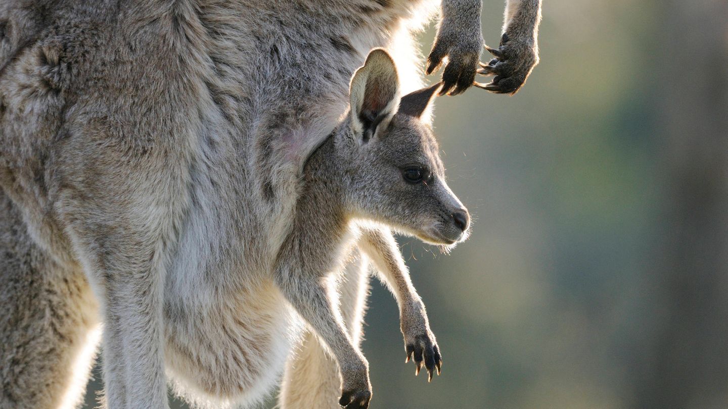 Fortpflanzung: wie Tiere Junge bekommen | STERN.de