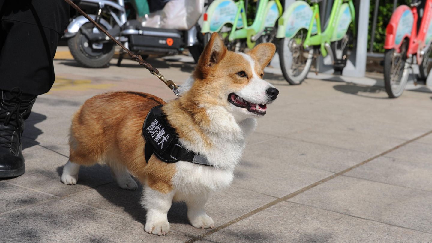 Polizei-Corgi: Dieser Hund verzaubert ganz China | STERN.de